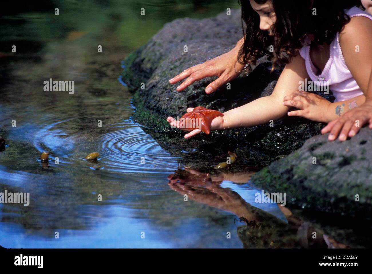 Bat sea star patiria miniata hi-res stock photography and images - Alamy