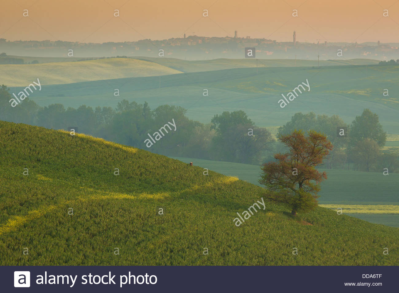 A Tuscan dawn landscape with Sienna in the distance Stock Photo - Alamy