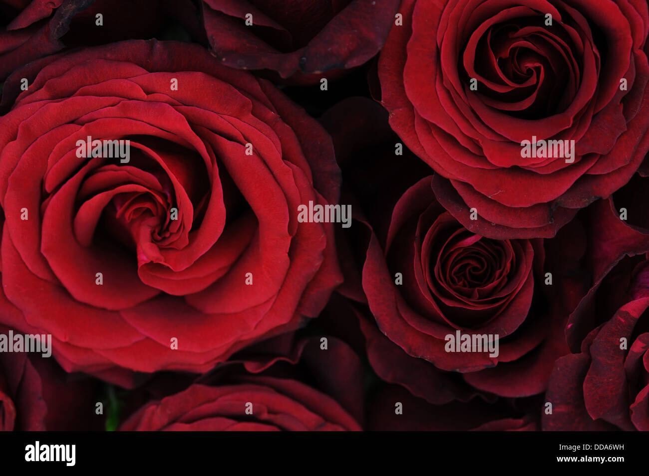 Close up of faded roses bouquet Stock Photo - Alamy