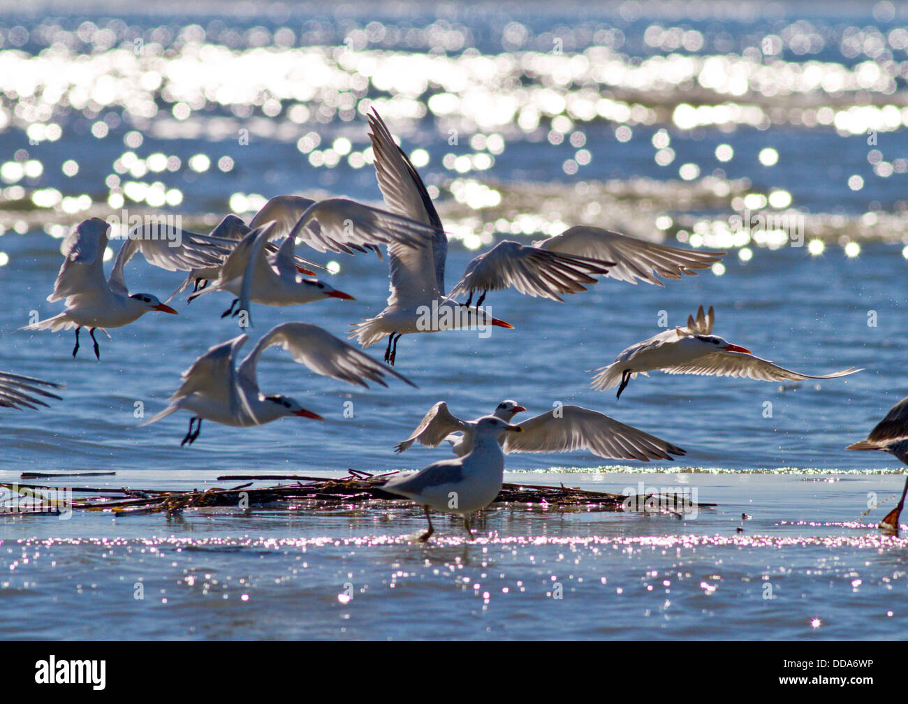 Royal Tern nesting season, South Carolina Stock Photo - Alamy