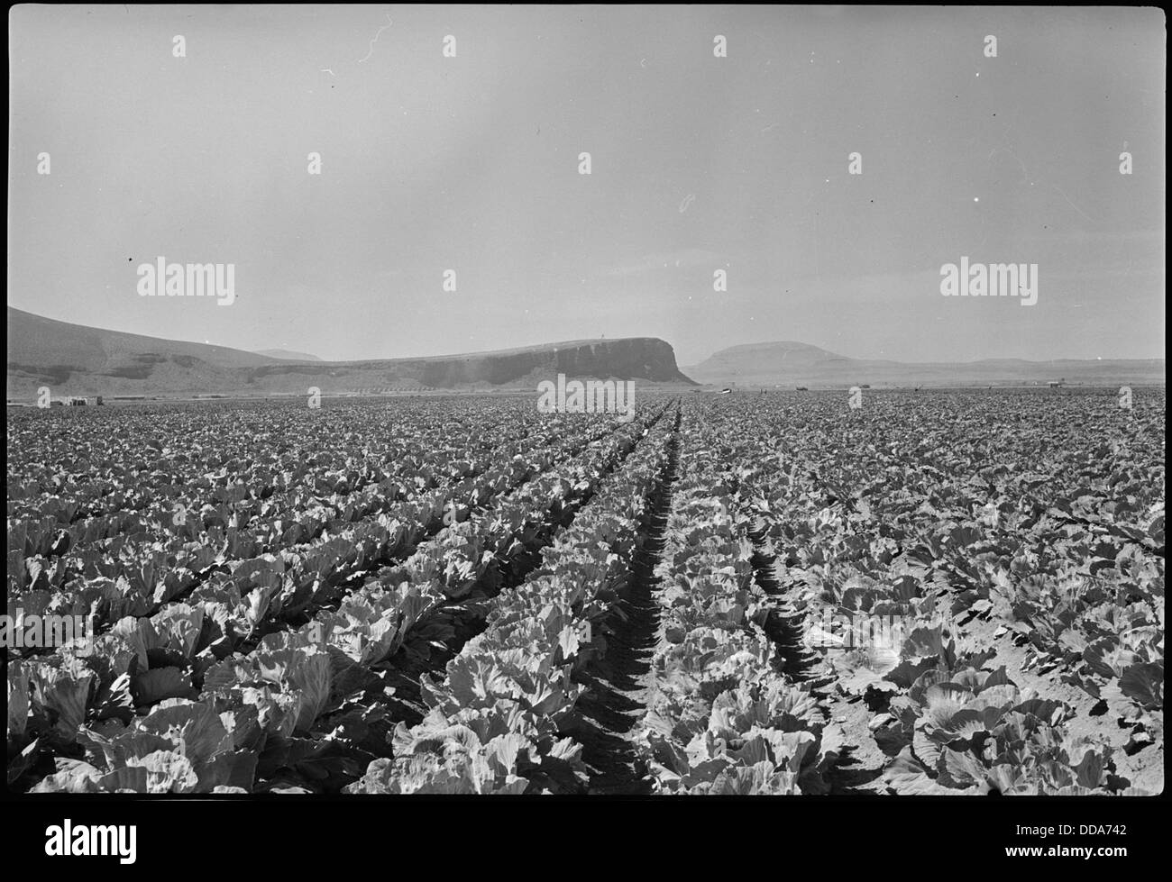 A field of cabbage at the Tule Lake Segregation Center in Newell ...