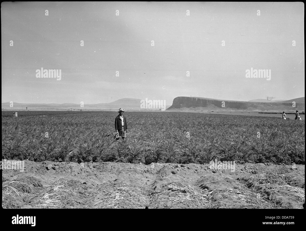 This image shows a carrot field at the Tule Lake Segregation Center in ...