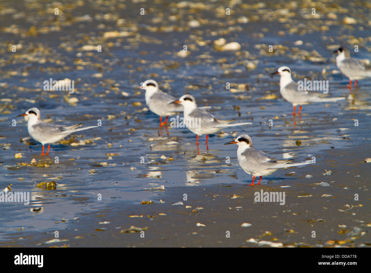 Common Tern, diving birds,sea birds,fishing Stock Photo - Alamy