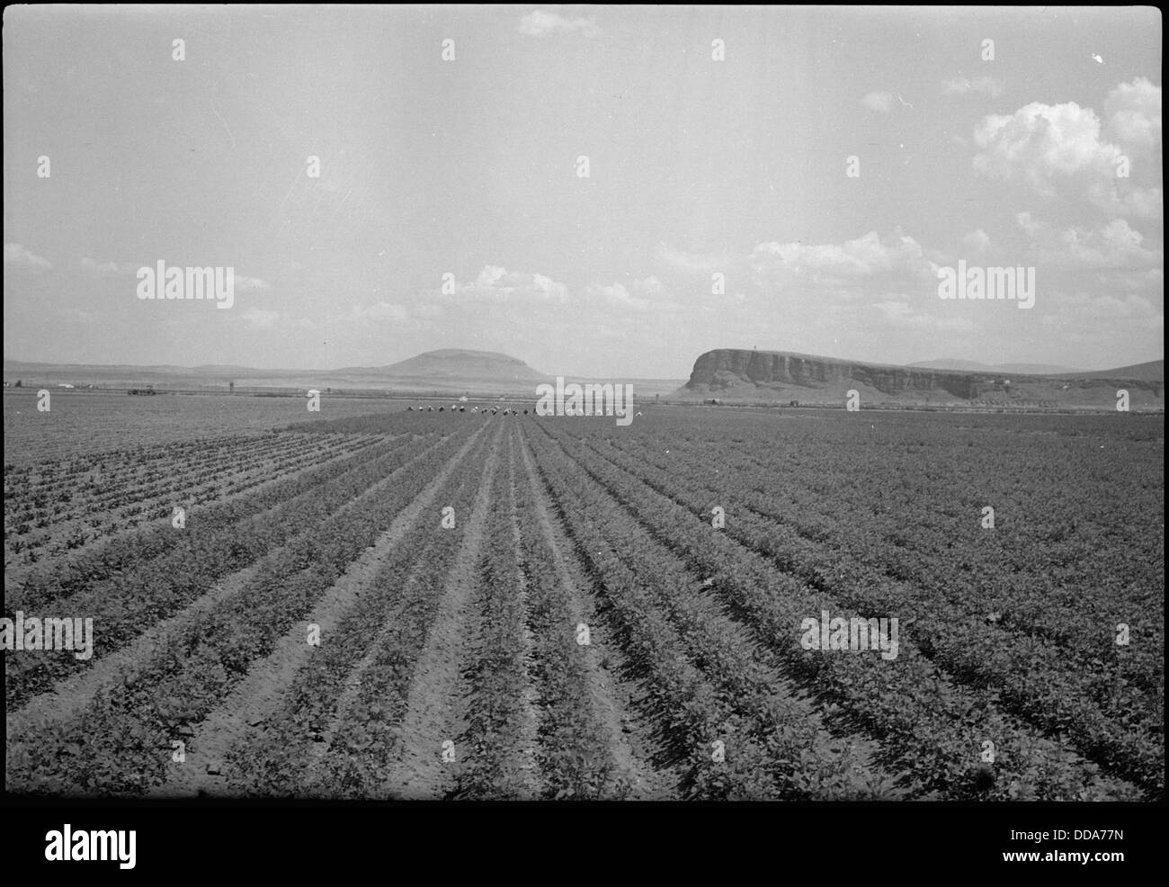 Tule Lake Segregation Center High Resolution Stock Photography and ...