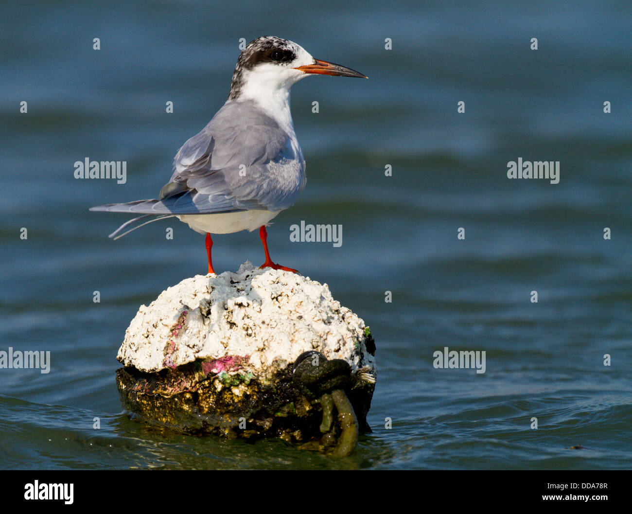 Forster's tern in the South Carolina Lowcountry Stock Photo - Alamy