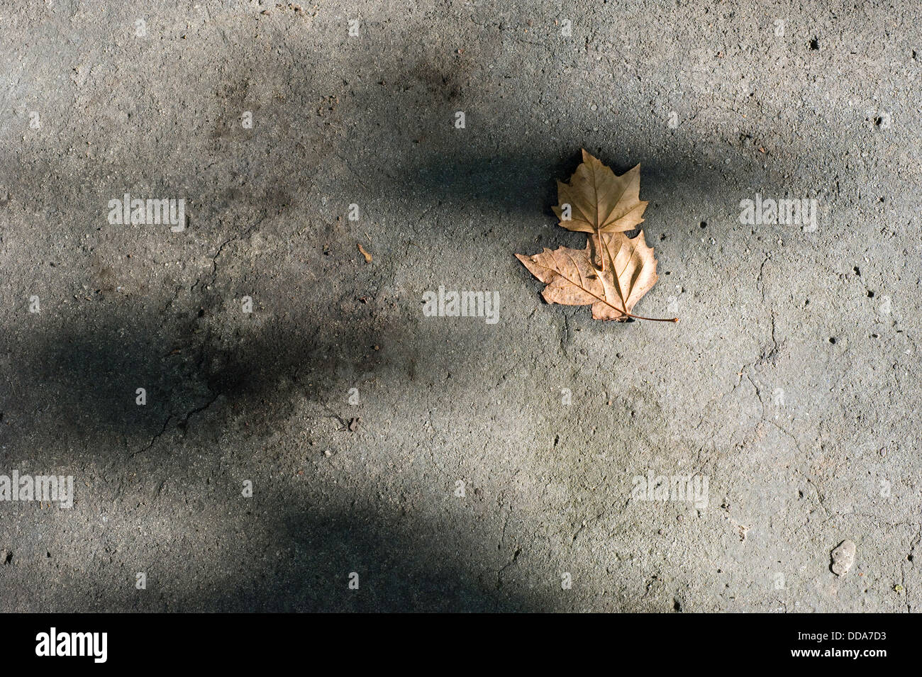 Dead brown leaves on a cracked old tarmac surface with dappled light ...