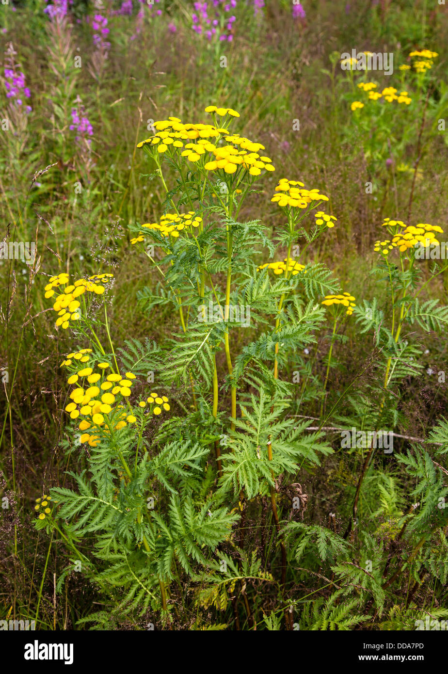 Plant of waste and rough ground hi-res stock photography and images - Alamy