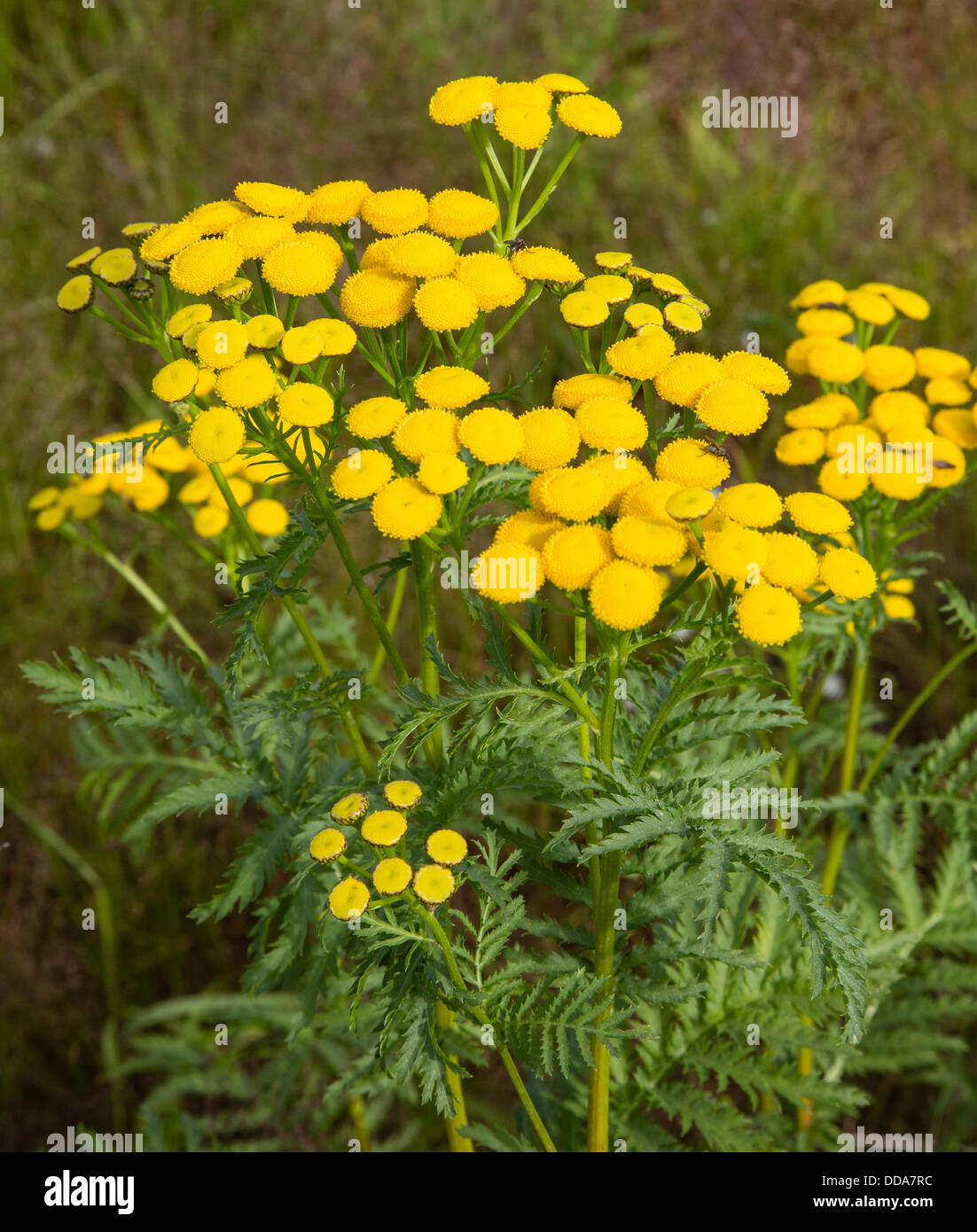 Tansy Tanacetum vulgare flower Stock Photo - Alamy