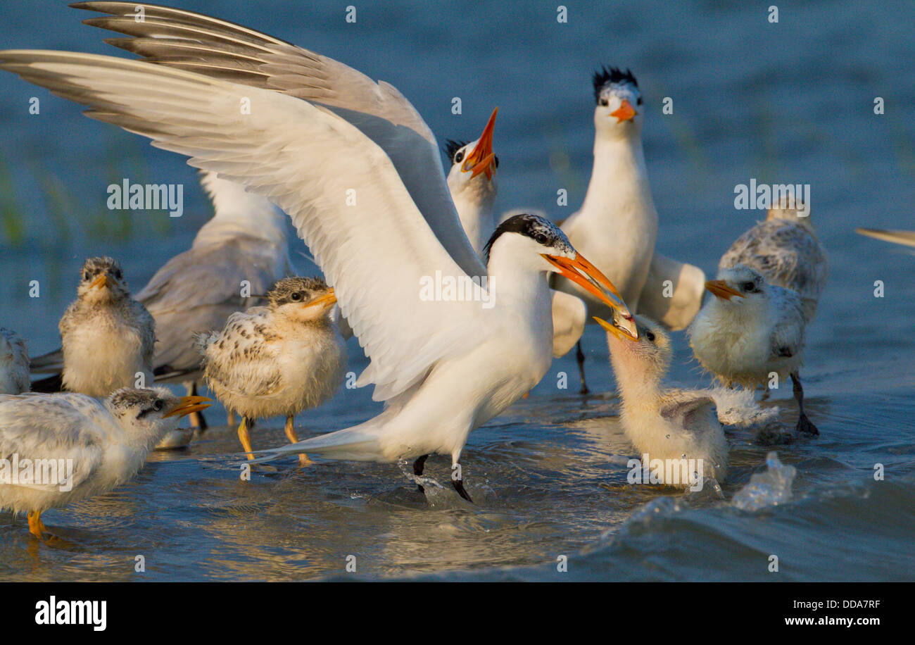 Royal Tern - nesting season-South Carolina Stock Photo - Alamy
