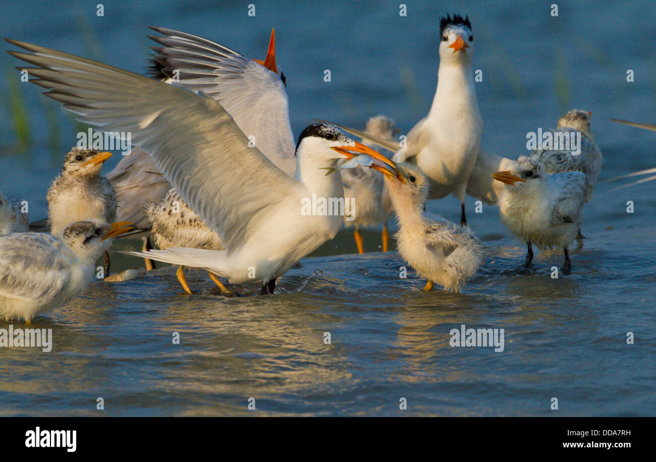 Royal Tern - nesting season-South Carolina Stock Photo - Alamy