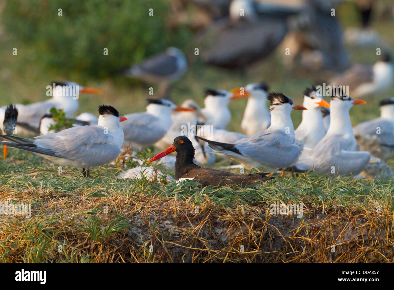 Royal Tern - nesting season-South Carolina Stock Photo - Alamy