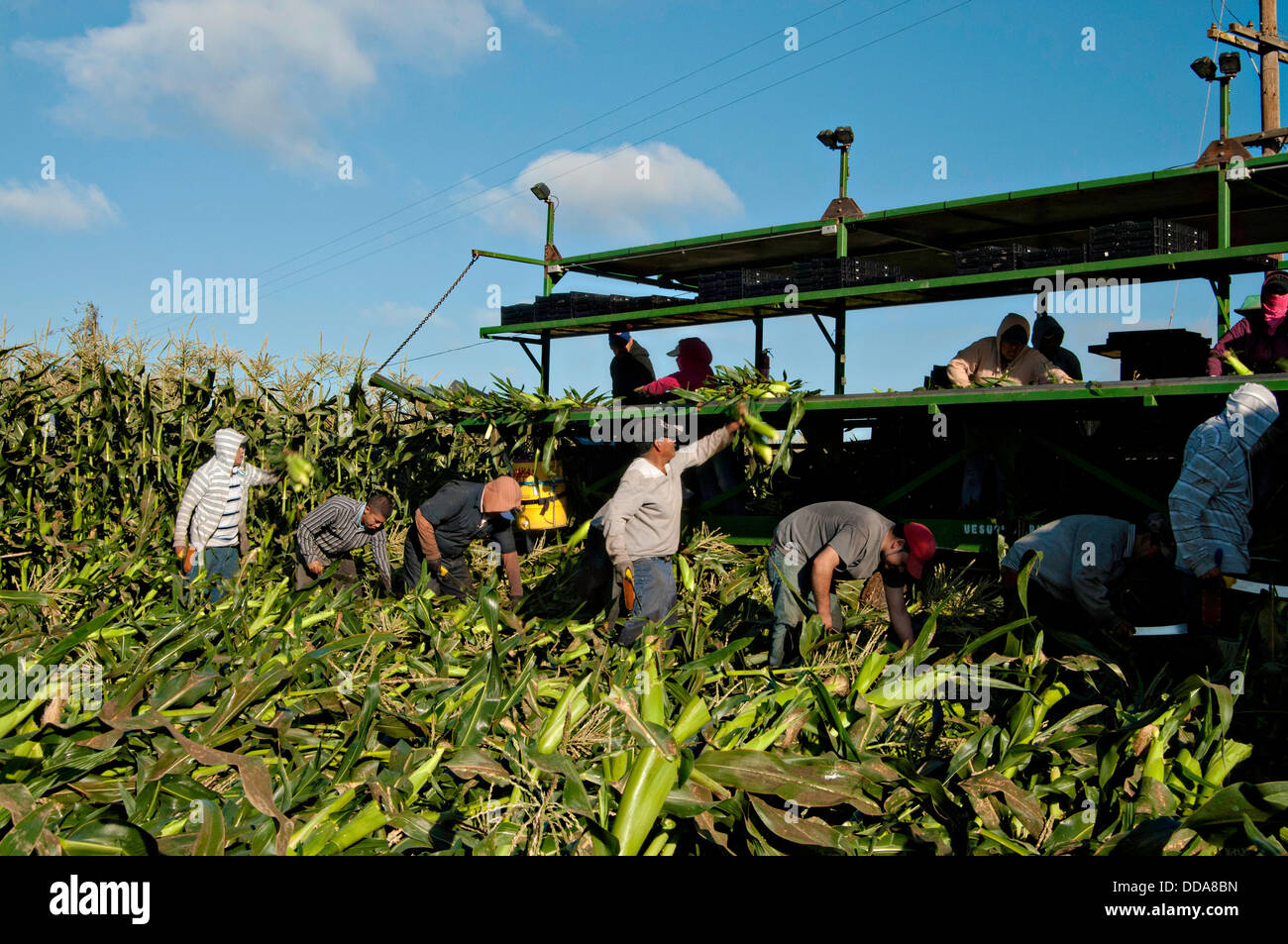 Migrant workers harvest fresh corn at Uesugi Farms August 28, 2013 in ...