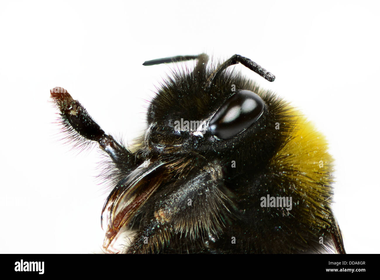 Macro of a bumblebee head on white Stock Photo - Alamy