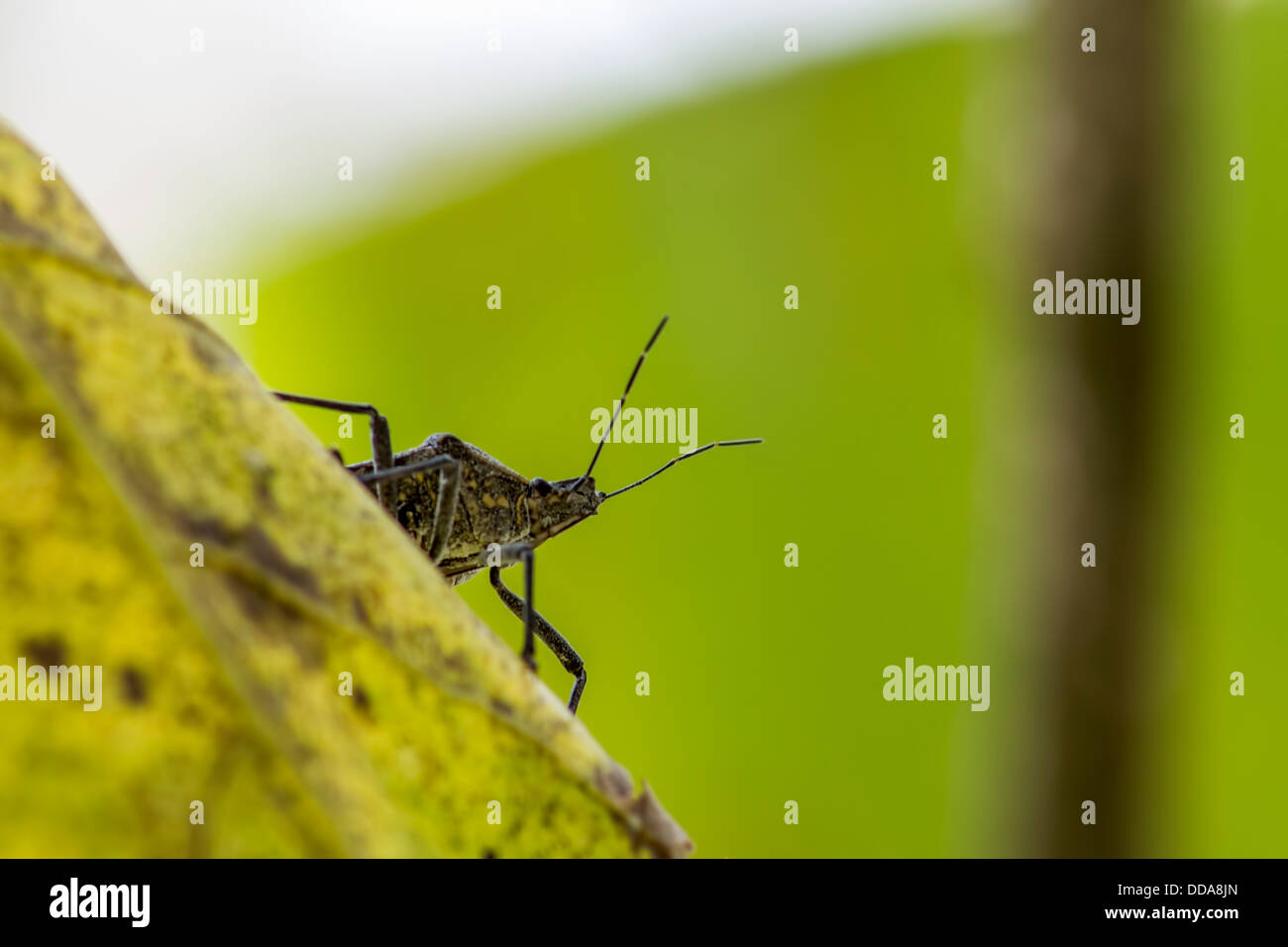 Probe shield bug hi-res stock photography and images - Alamy