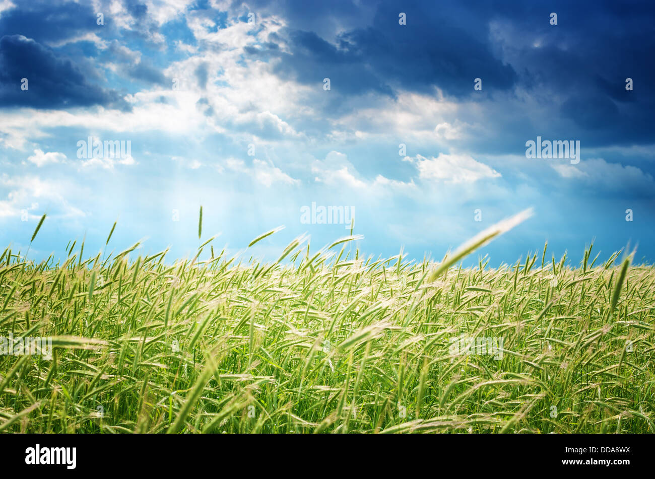 Wheat cloud sky hi-res stock photography and images - Alamy