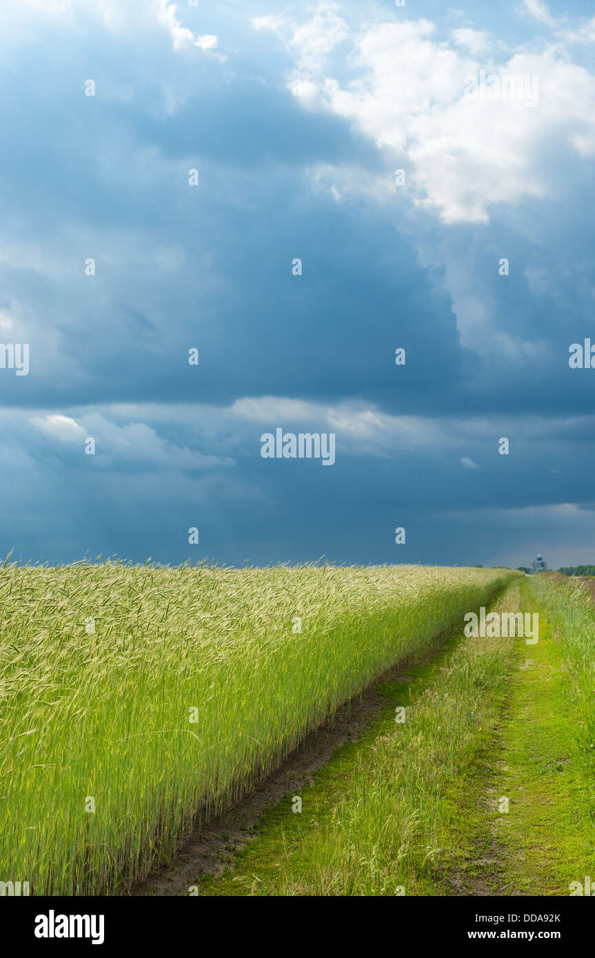 Cornfield rural hi-res stock photography and images - Alamy