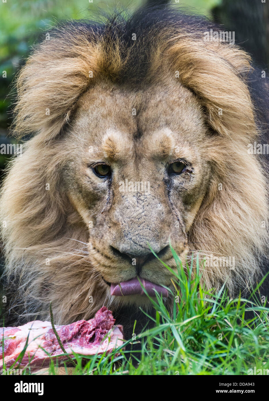 Lion jungle hi-res stock photography and images - Alamy