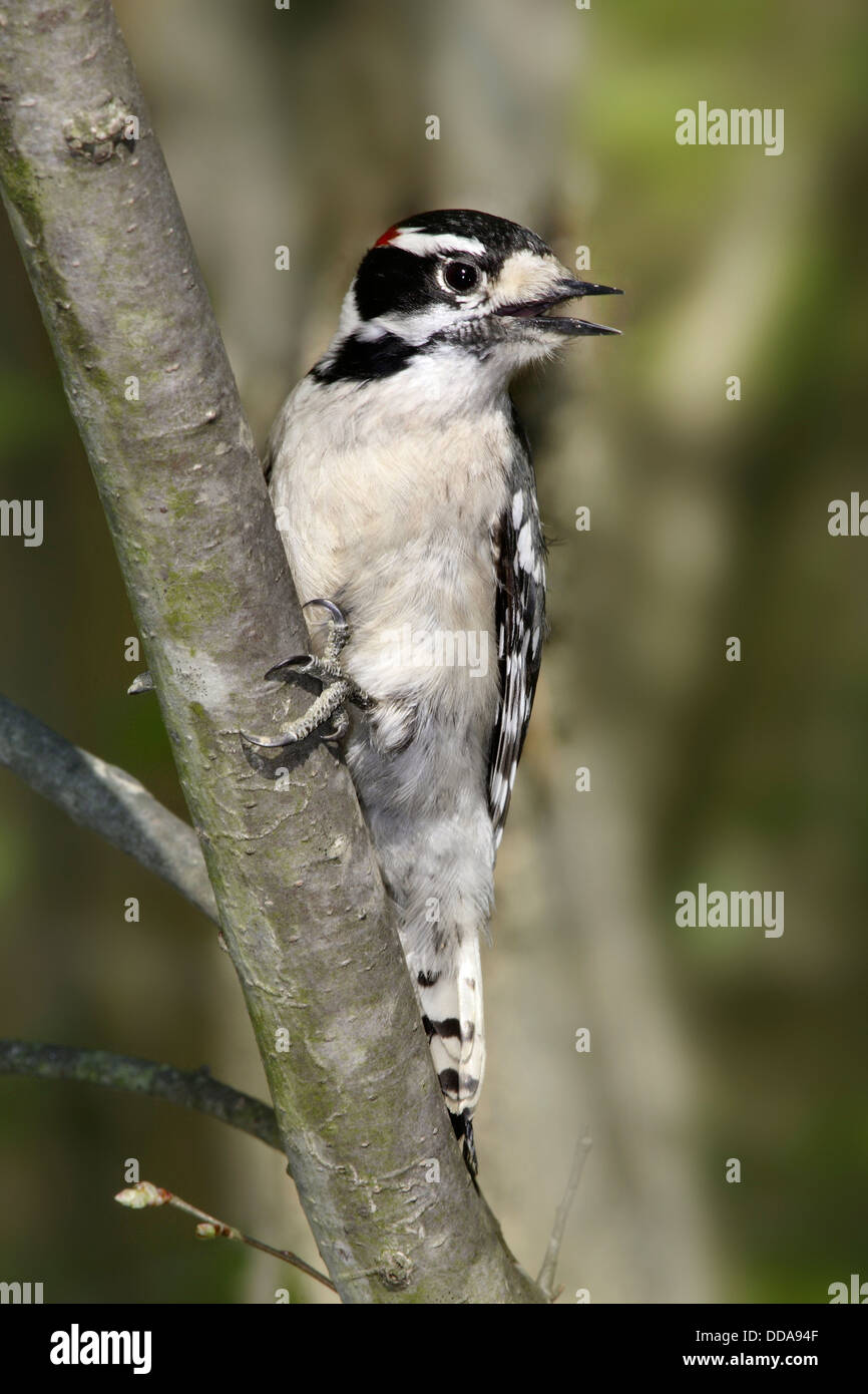 A Cute Little Bird, The Downy Woodpecker, Picoides pubescens Stock Photo - Alamy