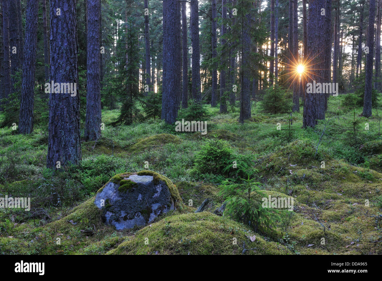 Moss rocks trees hi-res stock photography and images - Alamy