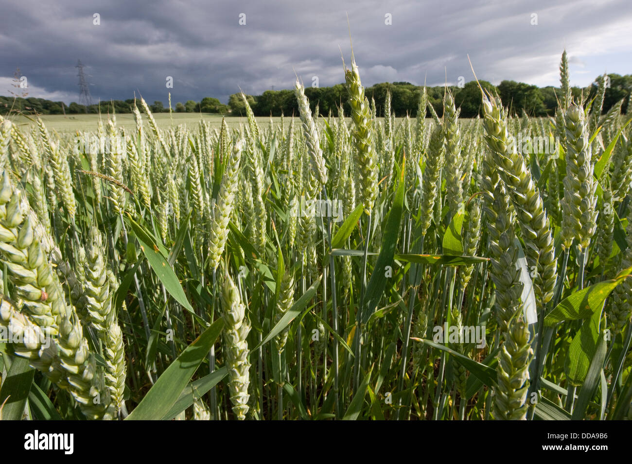 Ready for harvest arable farming agriculture crops hi-res stock ...