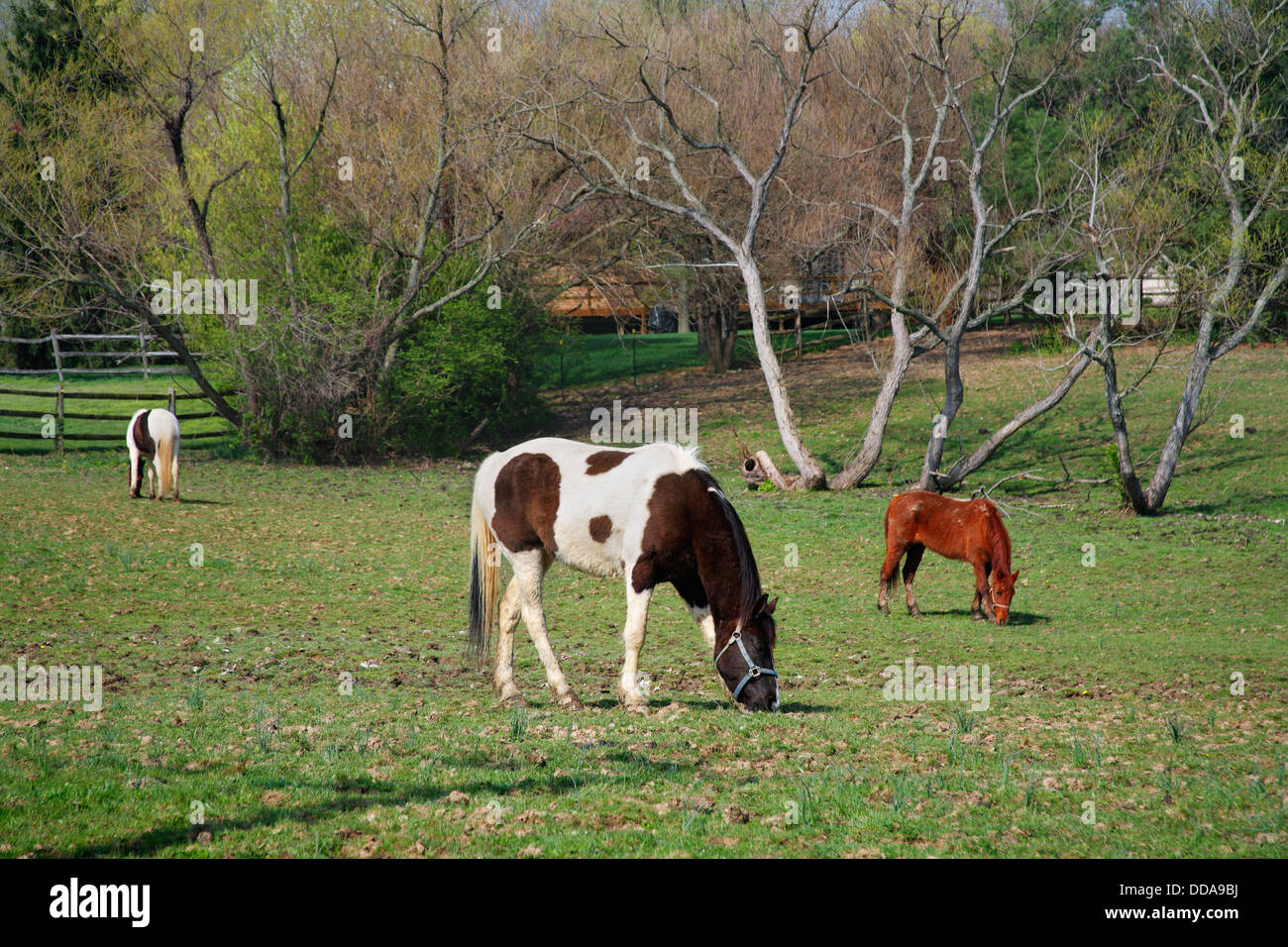 Three Grazing Horses In The Morning On A Quiet Midwestern Farm ...