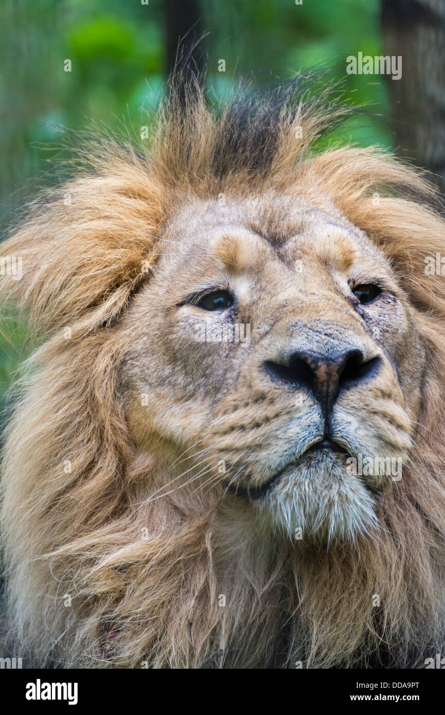 Closeup portrait of a lion Stock Photo - Alamy