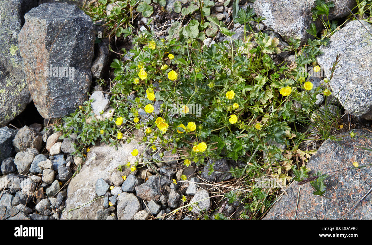 Alpine buttercup hi-res stock photography and images - Alamy