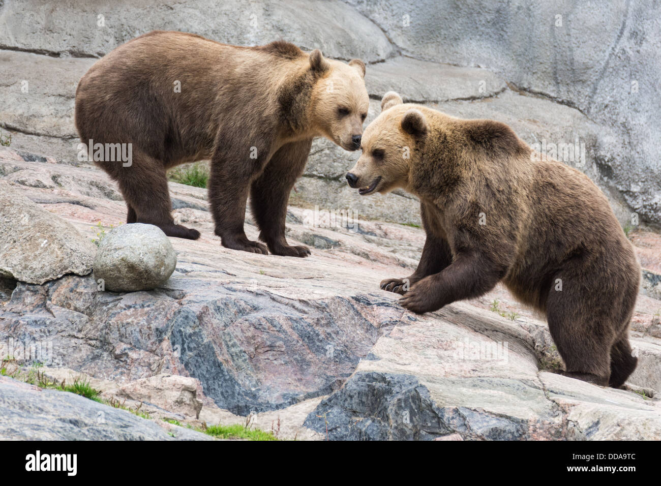 Two brown bears Stock Photo - Alamy