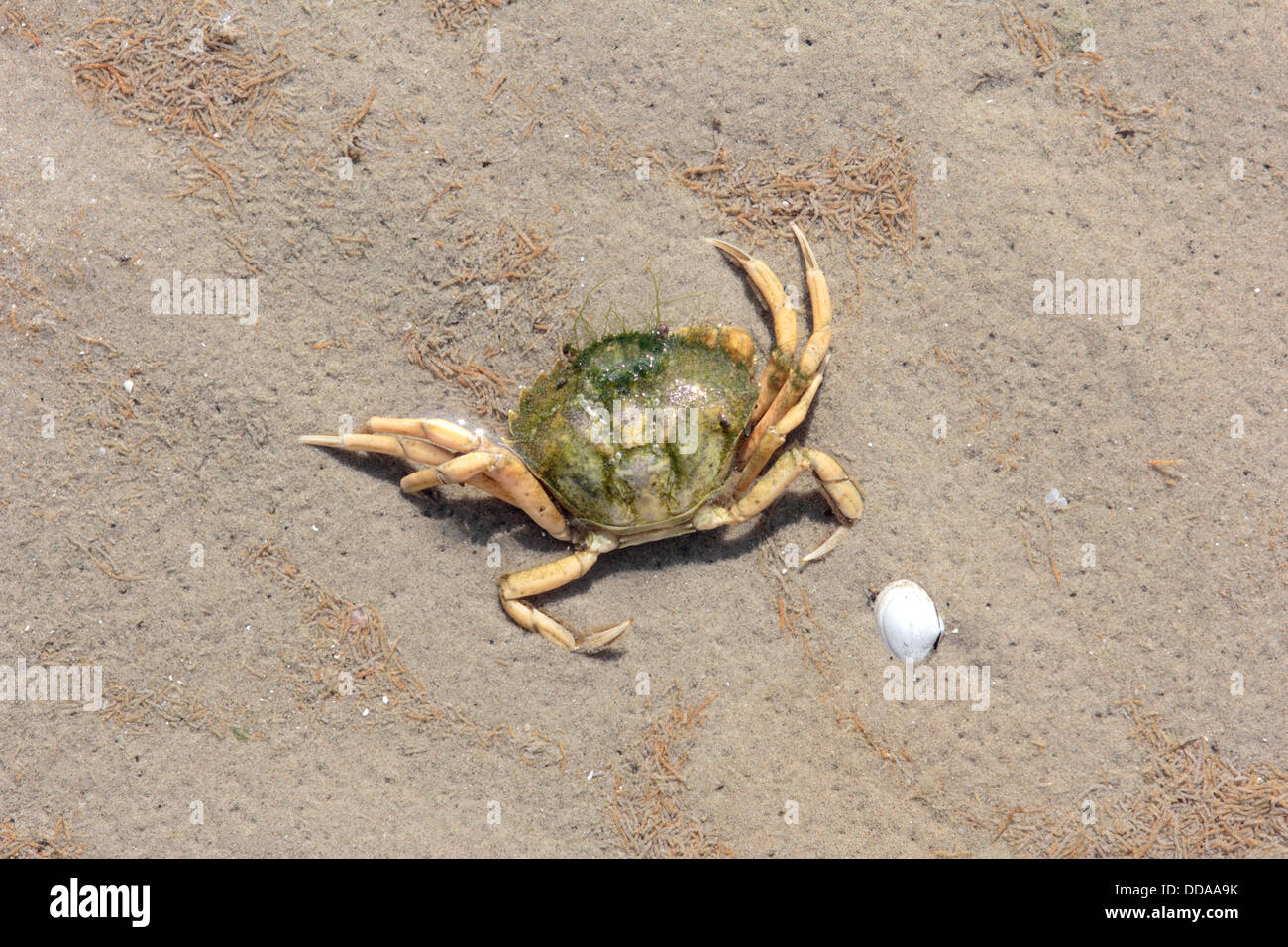 Crab on the dried up wad of Griend, Netherlands Stock Photo - Alamy
