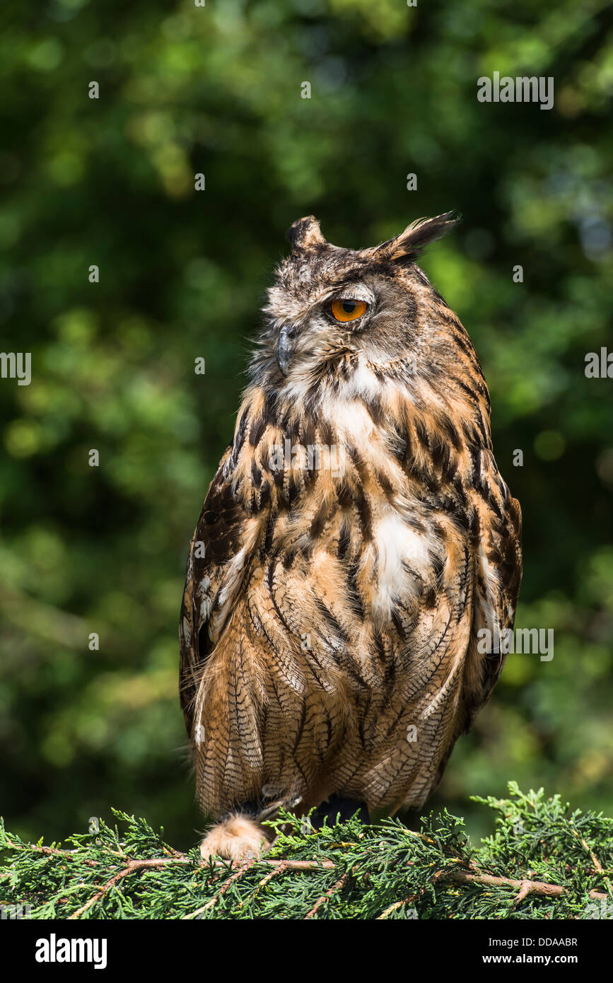 Budo hi-res stock photography and images - Alamy