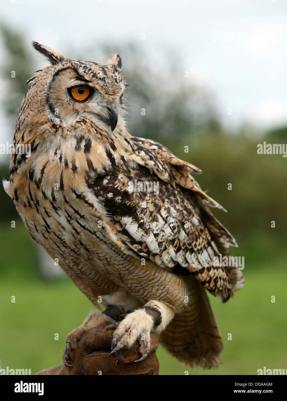 Eagle Owl watching Stock Photo - Alamy
