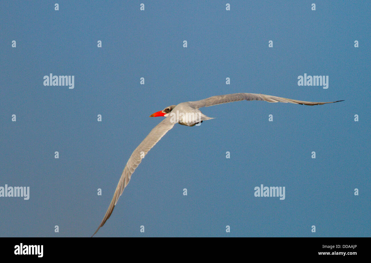 Common Tern, diving birds,sea birds,fishing Stock Photo - Alamy