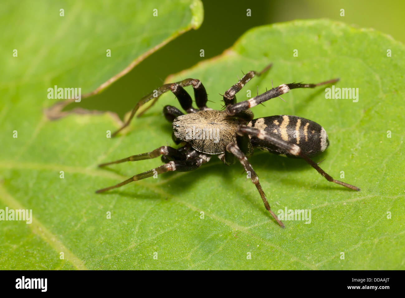 Corinnidae hi-res stock photography and images - Alamy
