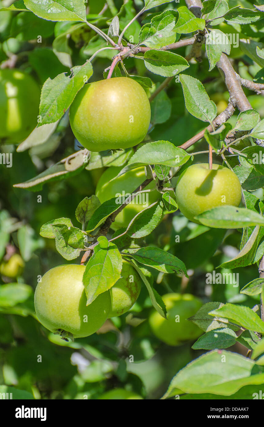 Few green apples on the tree Stock Photo - Alamy