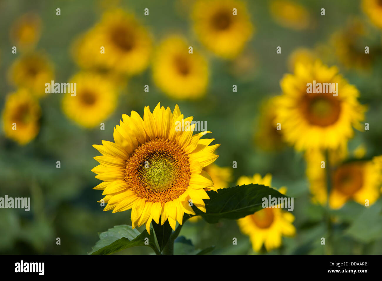 Beautiful sunflowers bloom in a sunflower field on a late summer day ...
