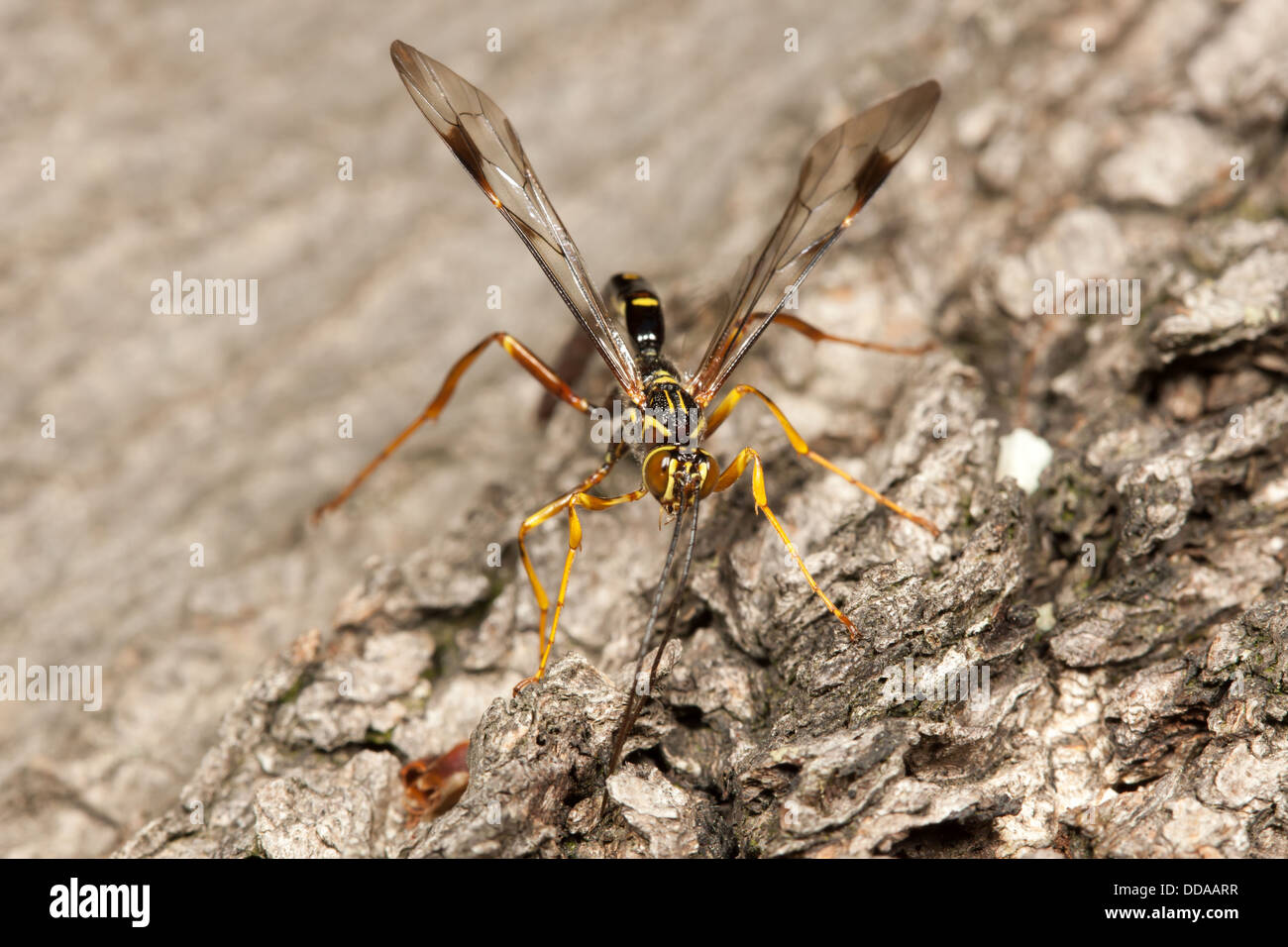 Ichneumon wasps hi-res stock photography and images - Alamy