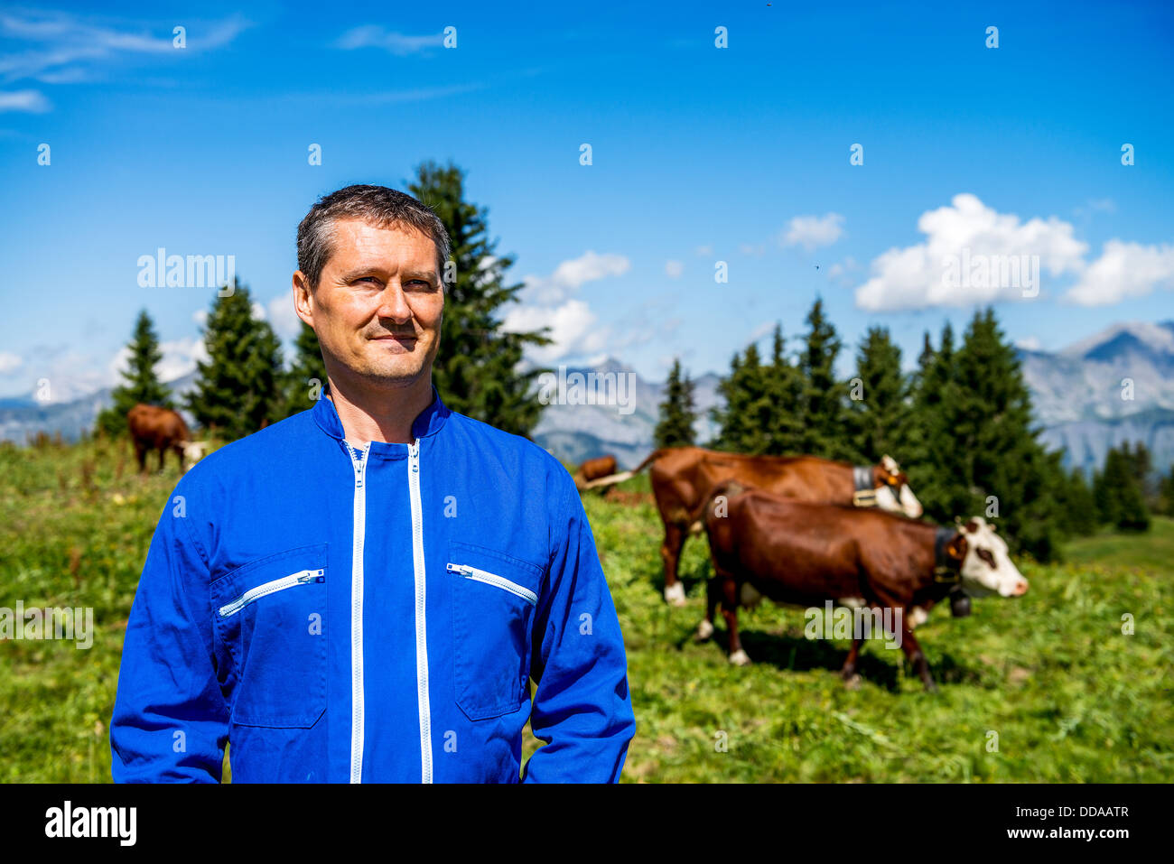 Herdsman standing in front of cows in alpine mountains Stock Photo - Alamy