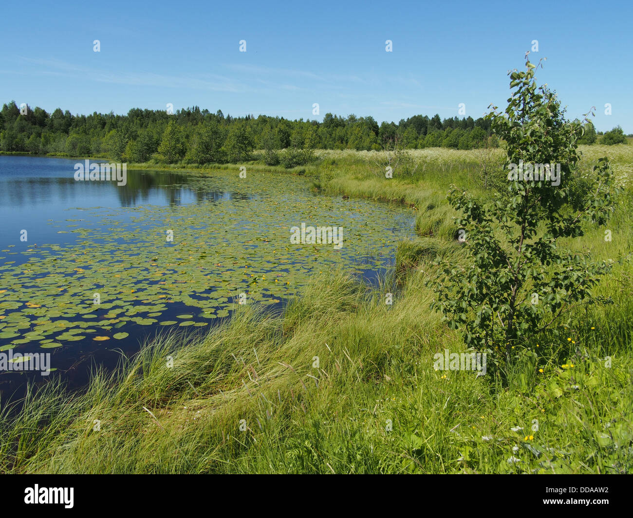 Lake in the summer Stock Photo - Alamy