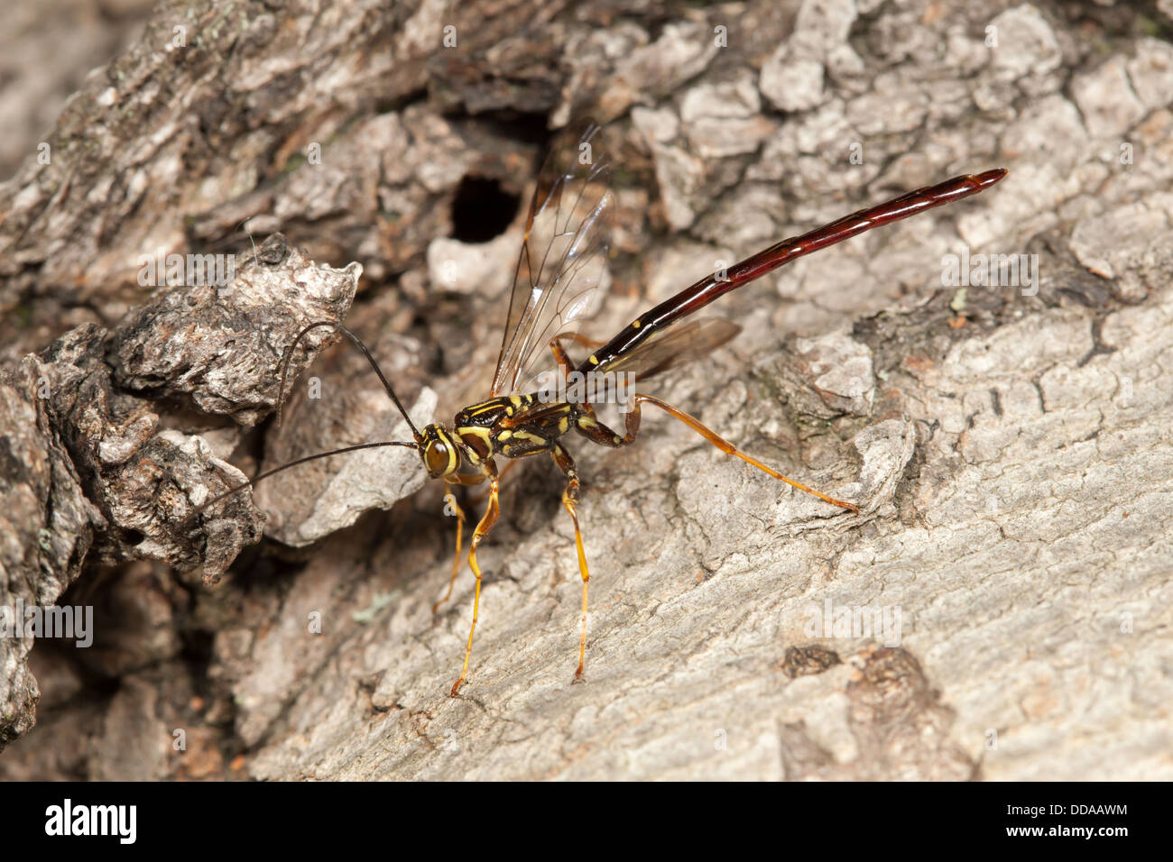 A male Giant Ichneumon (Megarhyssa macrurus) wasp searches for females ...