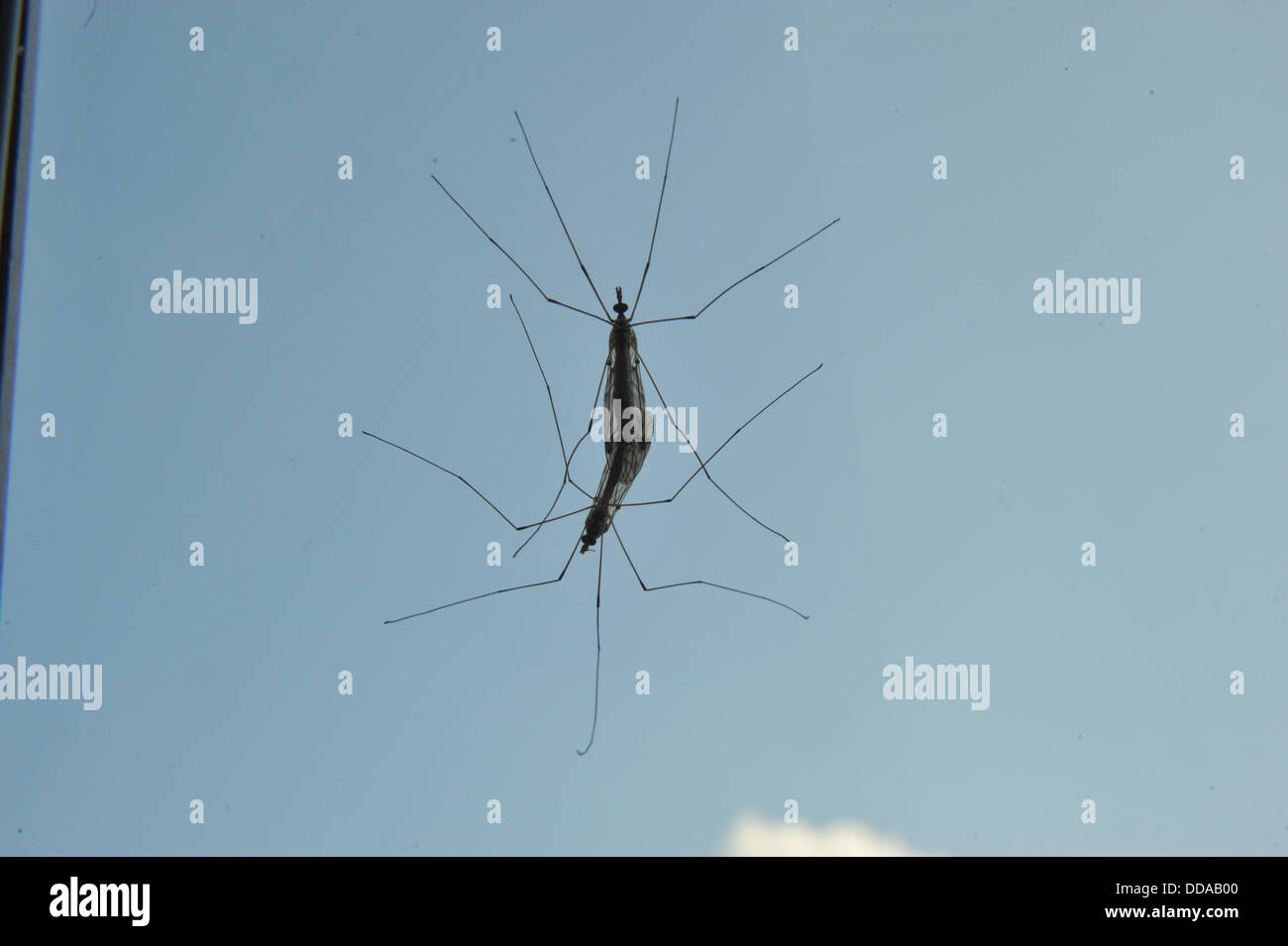 Spider insects hi-res stock photography and images - Alamy