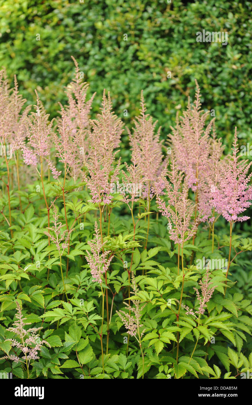 goats beard in flower Stock Photo - Alamy