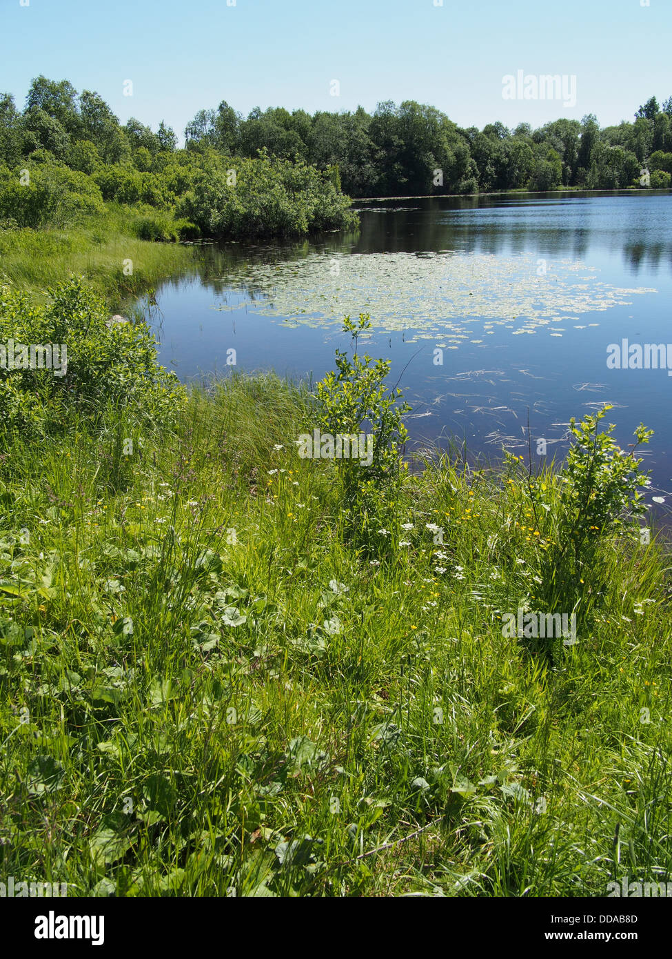 Lake in the summer Stock Photo - Alamy