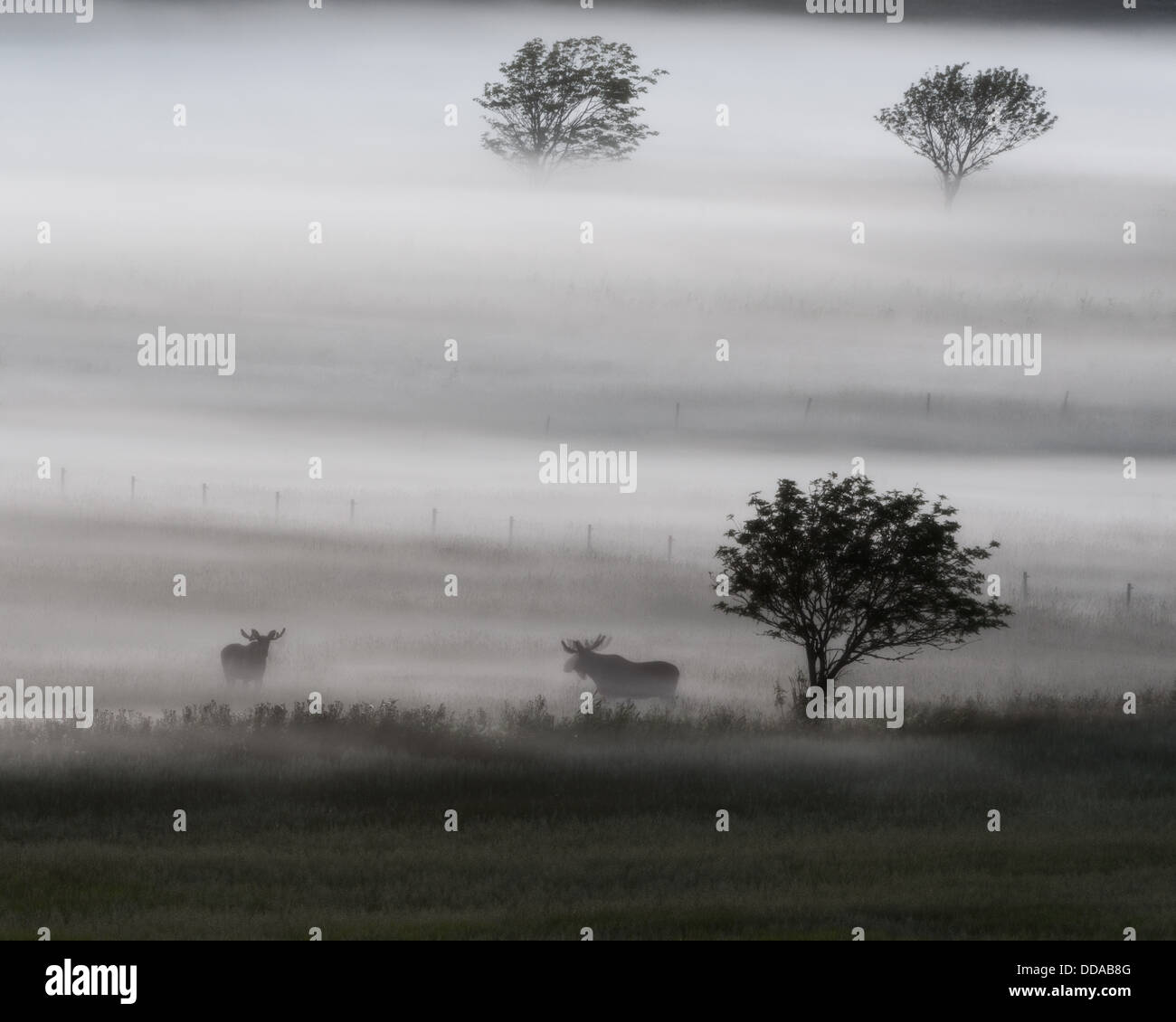 Moose and trees in mist, Halland, Sweden Stock Photo - Alamy
