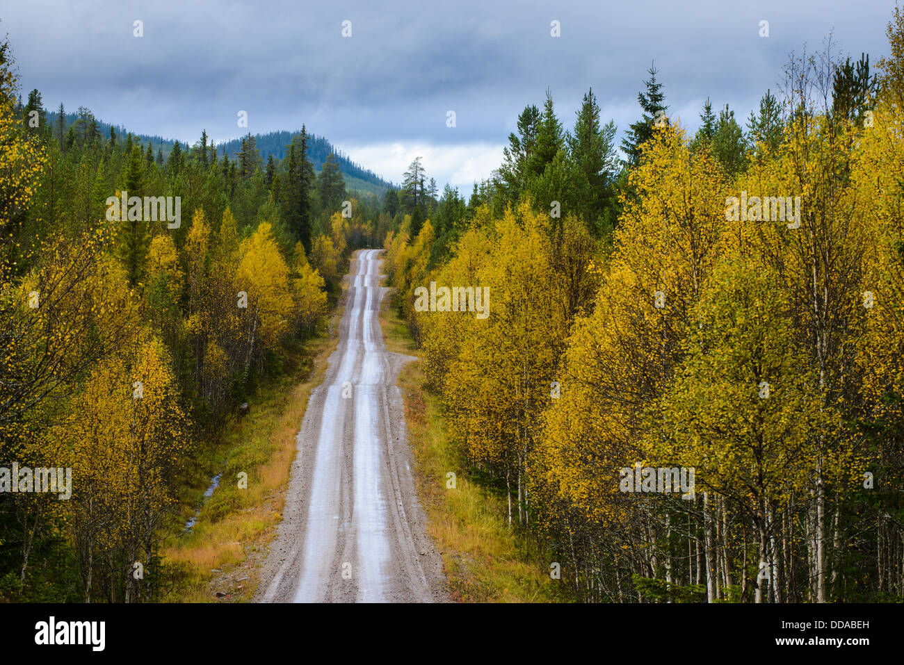 Road through forest, Dalarna, Sweden Stock Photo - Alamy