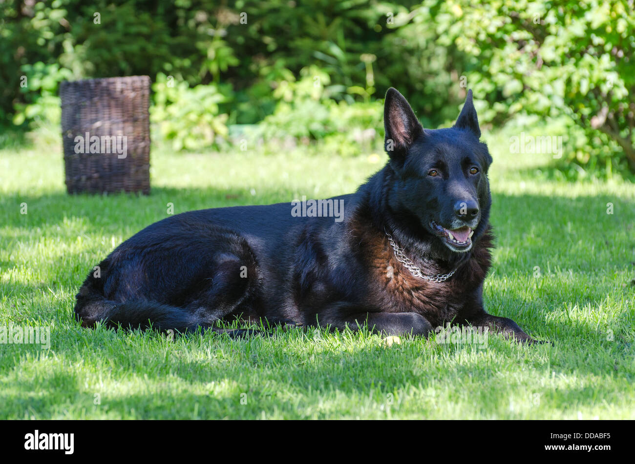German shepherd shiny fur hi-res stock photography and images - Alamy