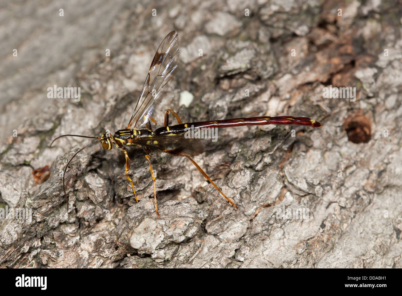 Long tailed giant ichneumon wasp hi-res stock photography and images ...