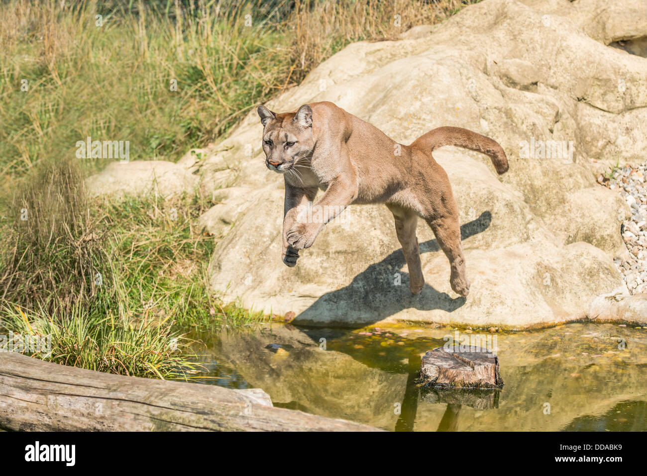 Puma (Felis Concolor) leaping off a rock over water Stock Photo - Alamy