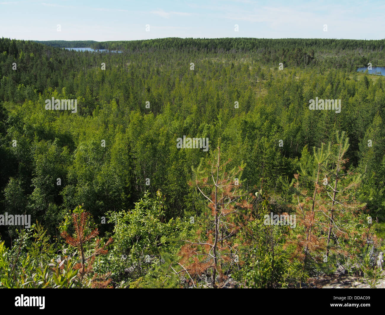 forest in summer Stock Photo - Alamy