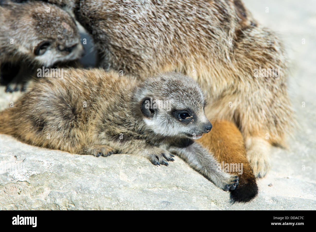 Baby meerkat hi-res stock photography and images - Alamy