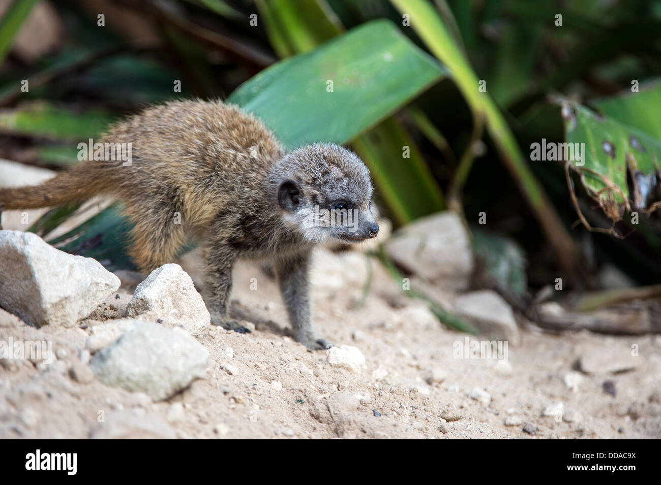 Baby meerkat hi-res stock photography and images - Alamy